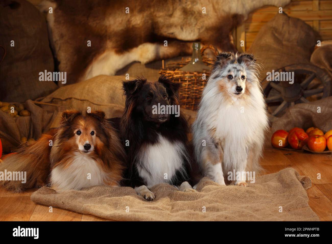 Shelties, males, sable-white, black-white and blue-merle Stock Photo ...