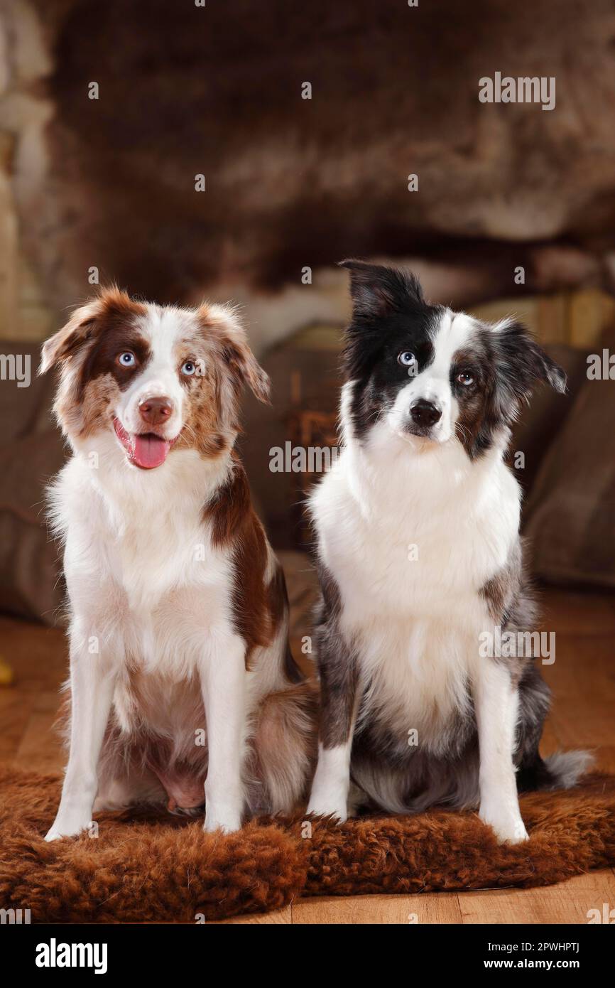 Miniature Australian Shepherds, females, red-merle and blue-merle Stock ...