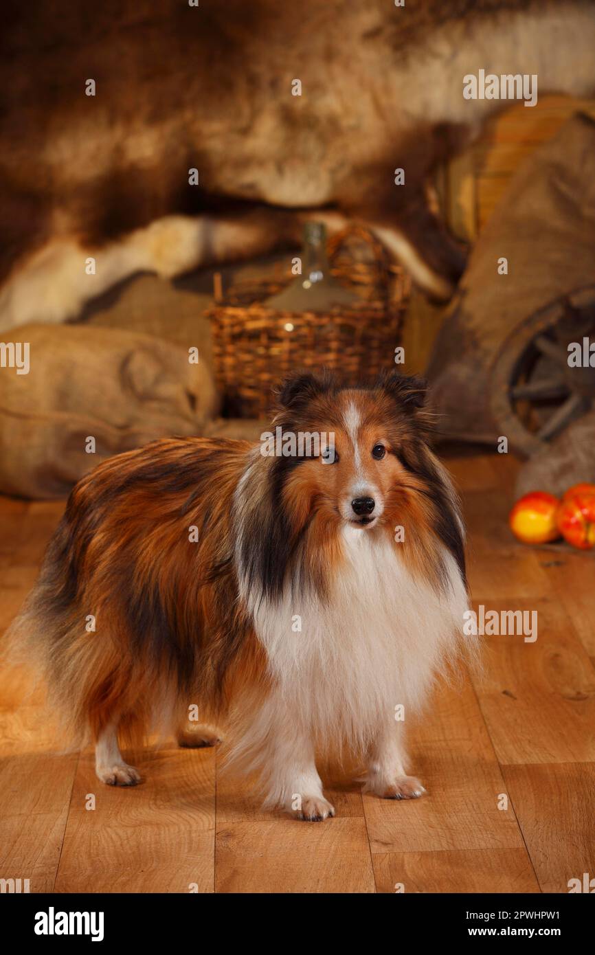 Sheltie years old shetland sheepdog hi-res stock photography and images ...