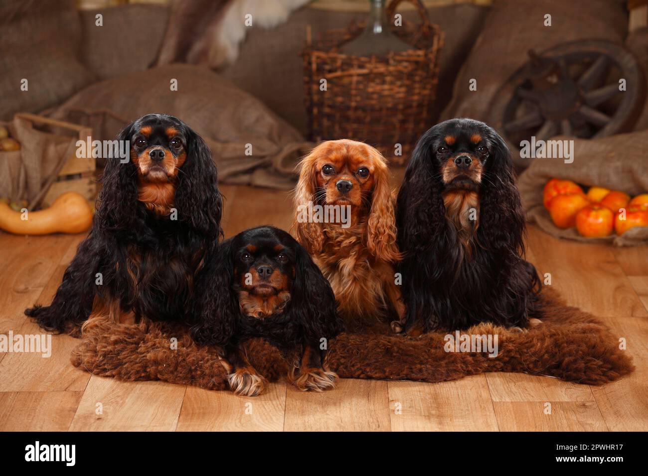 Cavalier King Charles Spaniel, black-brown and ruby red Stock Photo - Alamy