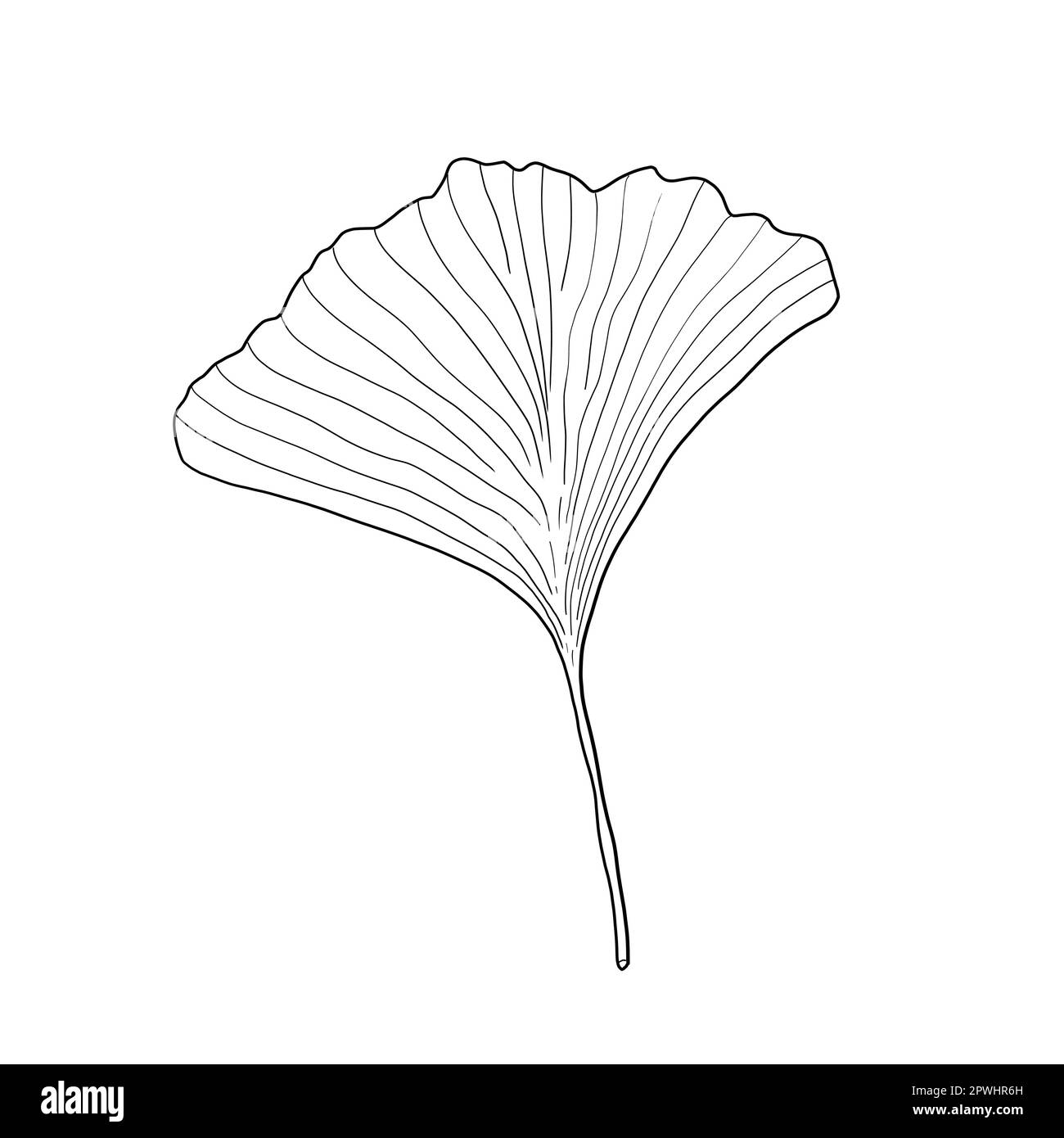 Ginkgo leaf doodle drawing sketch. Japanese ginkgo biloba vector Stock ...