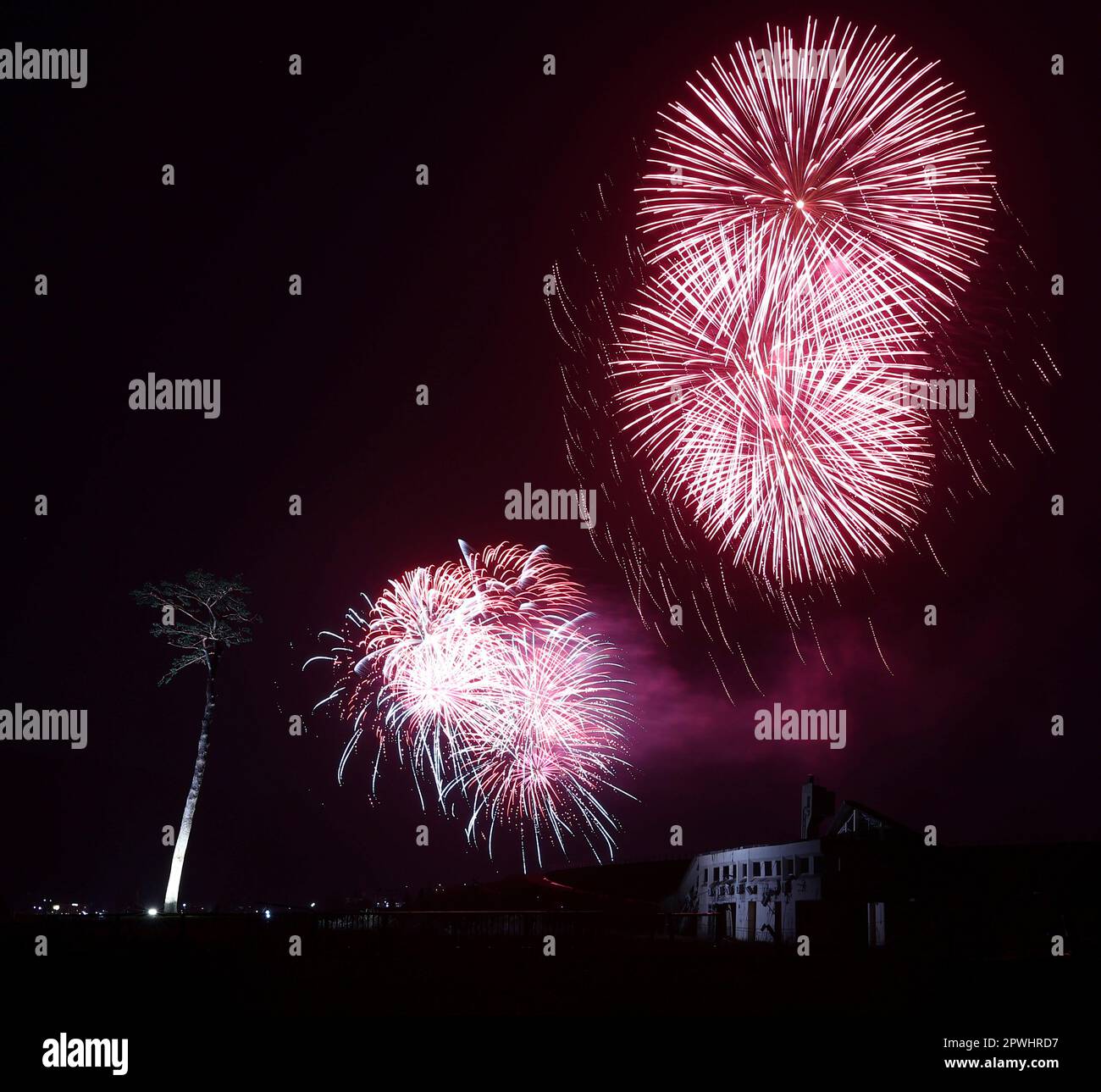 Fireworks are launched above the "Miracle Pine Tree" during the Sanriku ...