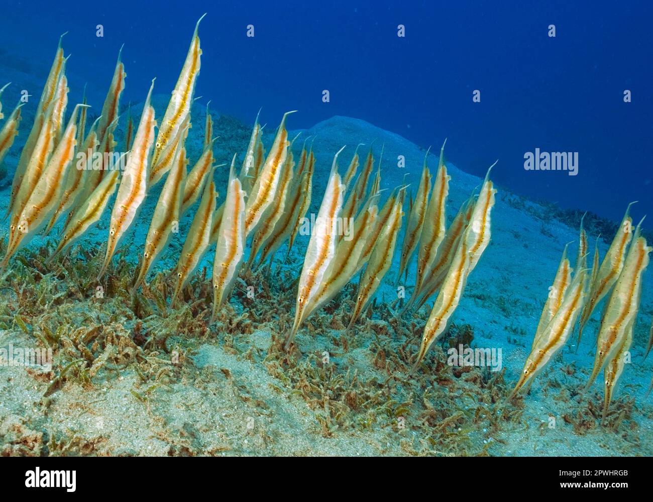 Spotted snipe knifefish, Red Sea, Aqaba (Aeoliscus punctuatus), Jordan ...