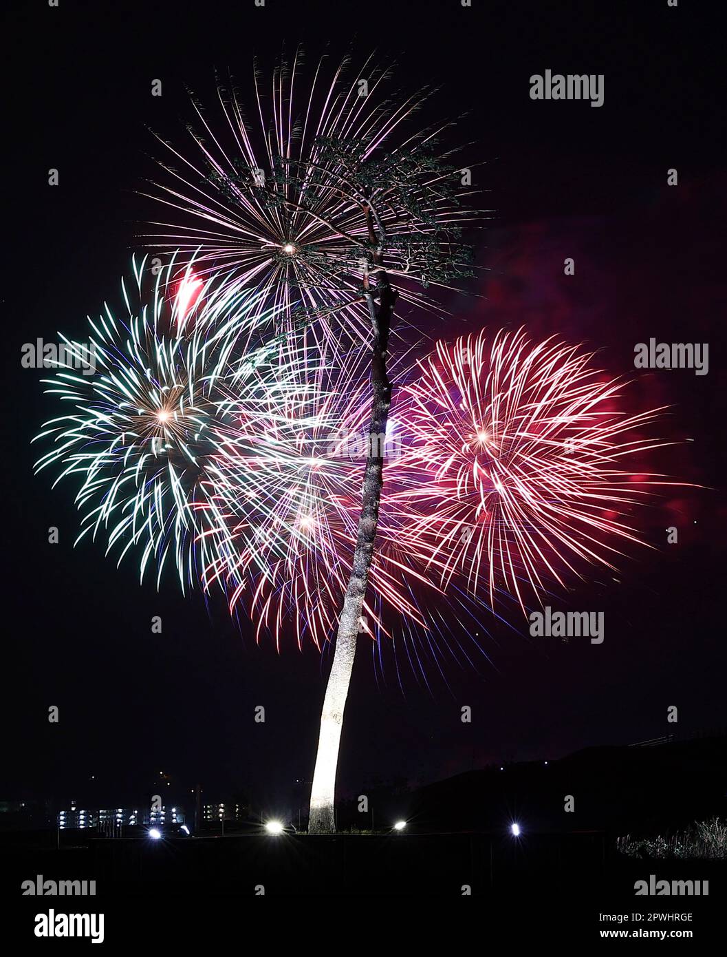 Fireworks are launched above the "Miracle Pine Tree" during the Sanriku ...