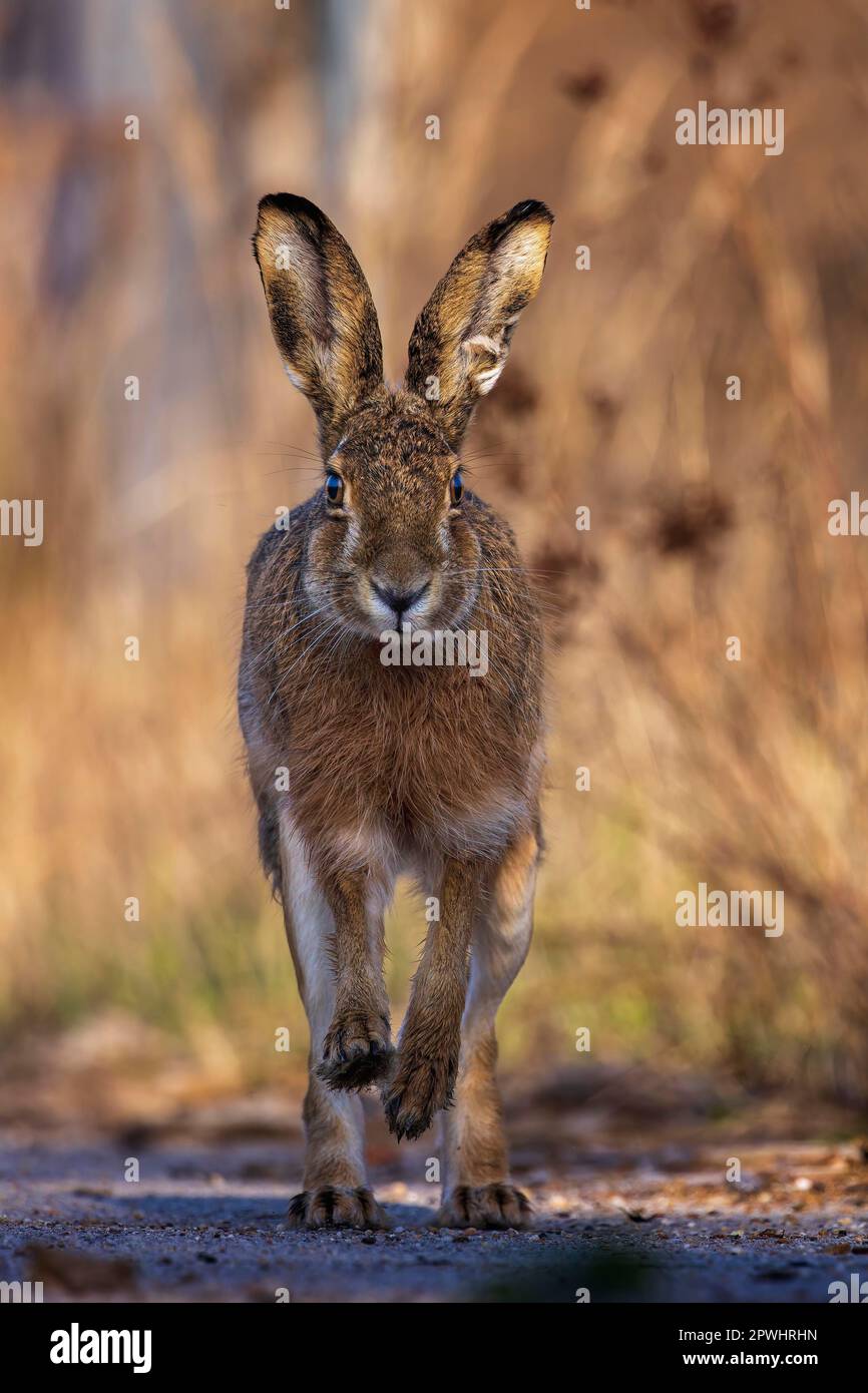 European hare (Lepus europaeus) running, frontal, portrait, jumping in ...