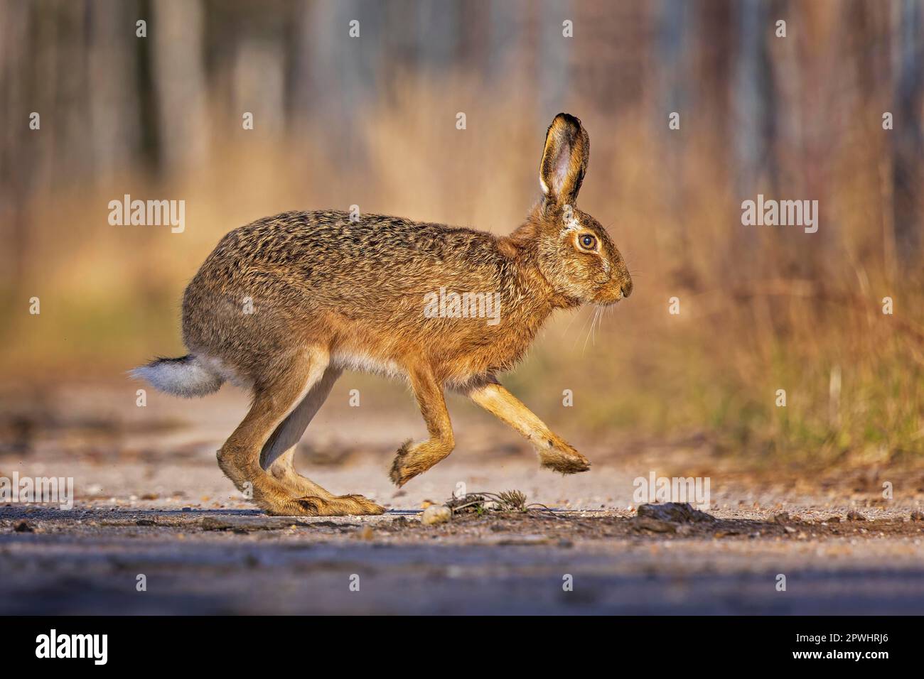 European hare (Lepus europaeus) running, jumping in motion, Easter hare ...