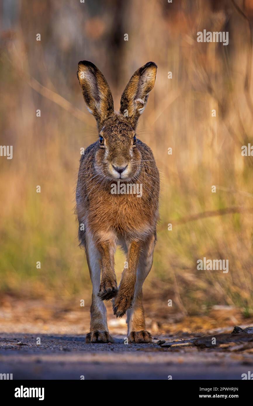 European hare (Lepus europaeus) running, frontal, jumping in motion ...