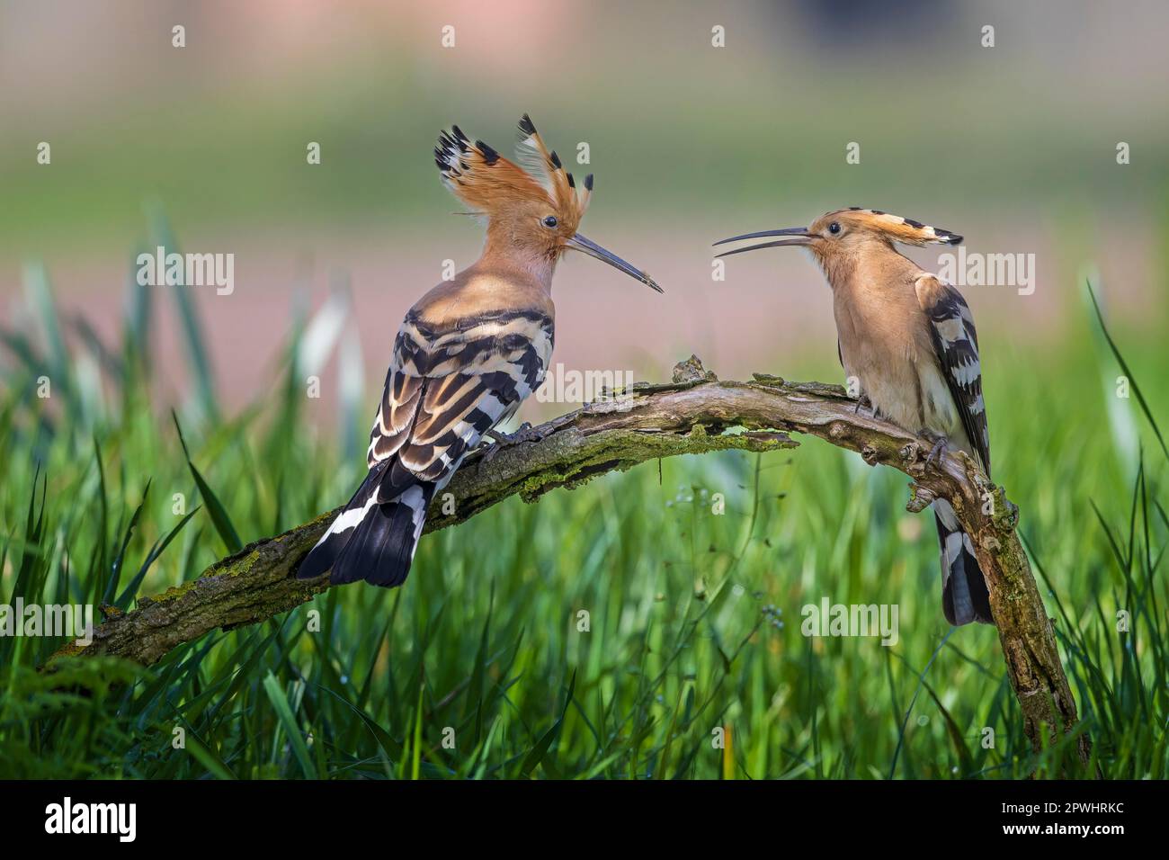 Pair of hoopoes hi-res stock photography and images - Alamy