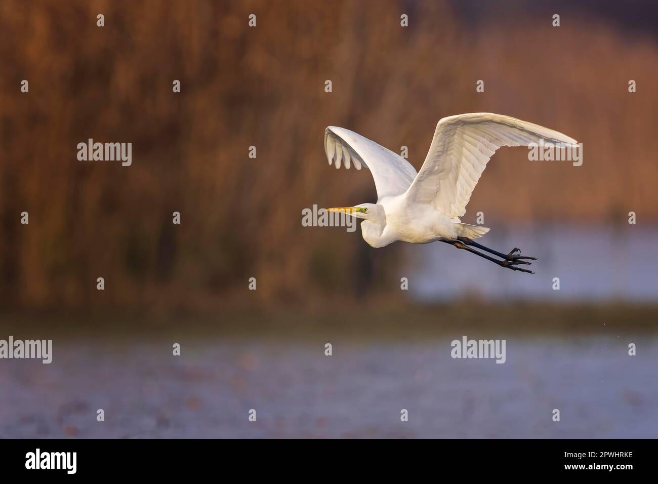 Great egret (Ardea alba) flying, landing, foraging in shallow water ...