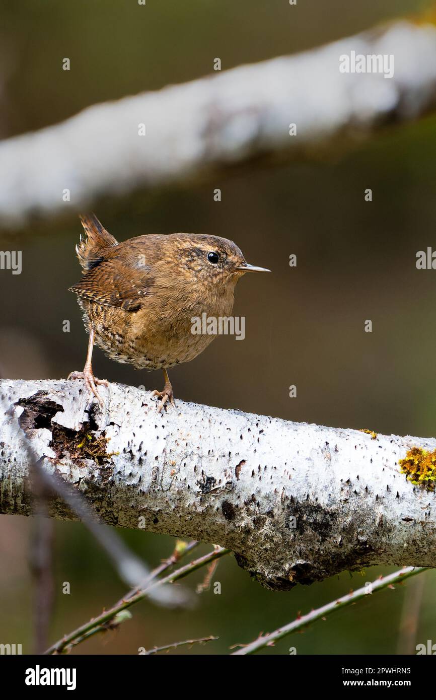 Pacific wren (Troglodytes pacificus) perched on alder branch, Queets ...