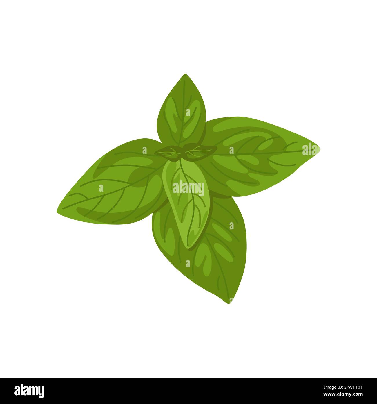Basil with vitamin C vector illustration Stock Vector Image & Art - Alamy