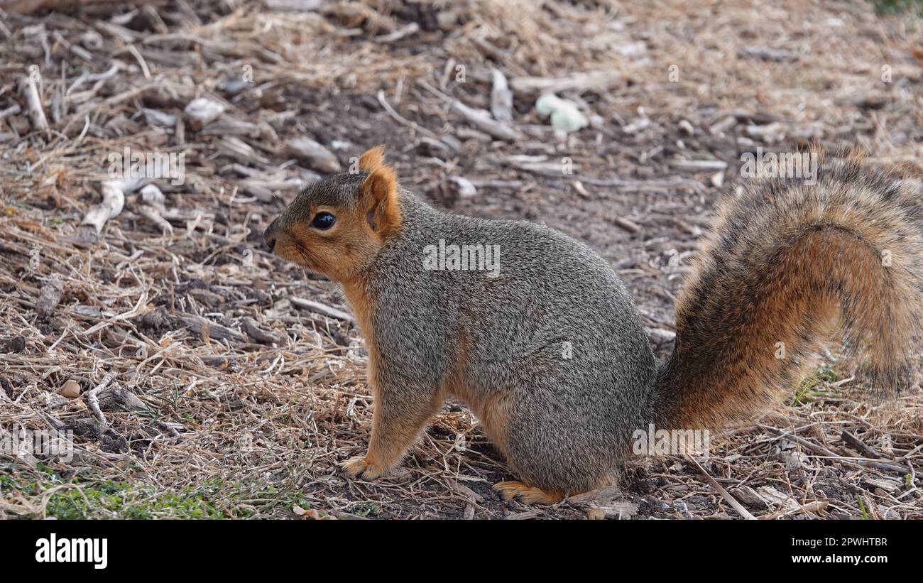 Squirrel on forest ground Stock Photo - Alamy