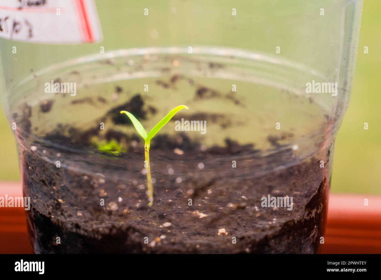 Seedlings in a transparent plastic cup close-up. The first germinal ...