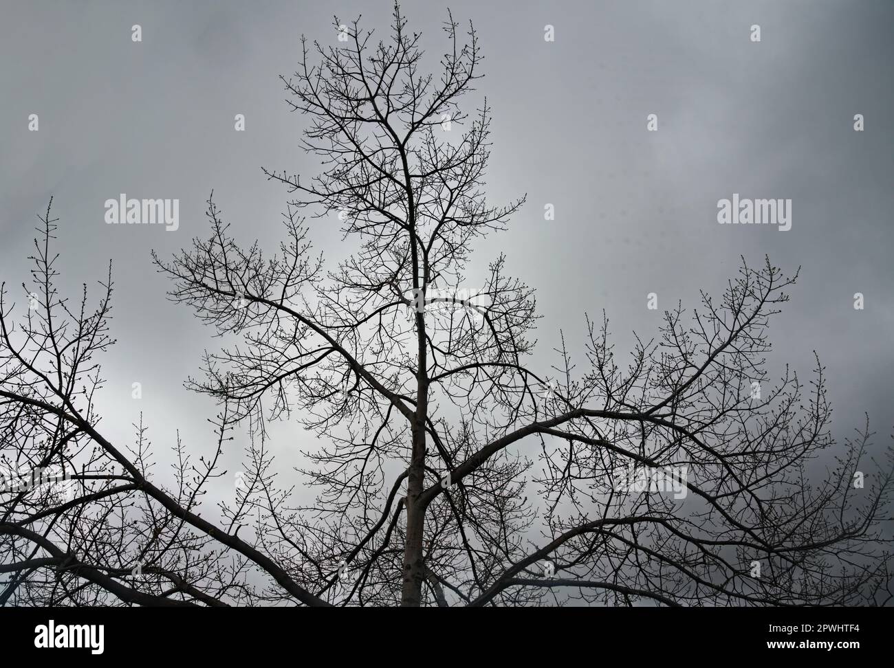 Leafless tree with it many braches reaching for the threatening multi ...