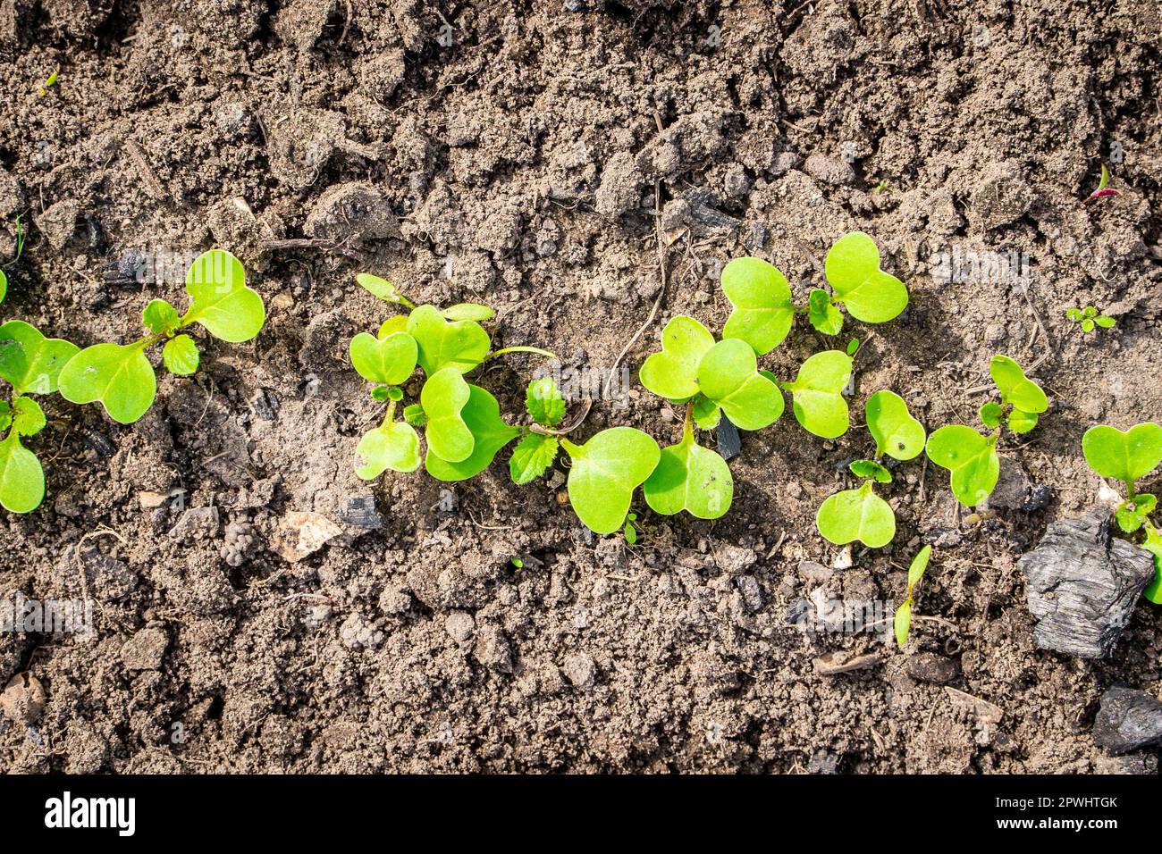 Young leaves of a growing radish in the garden, top view. First green ...