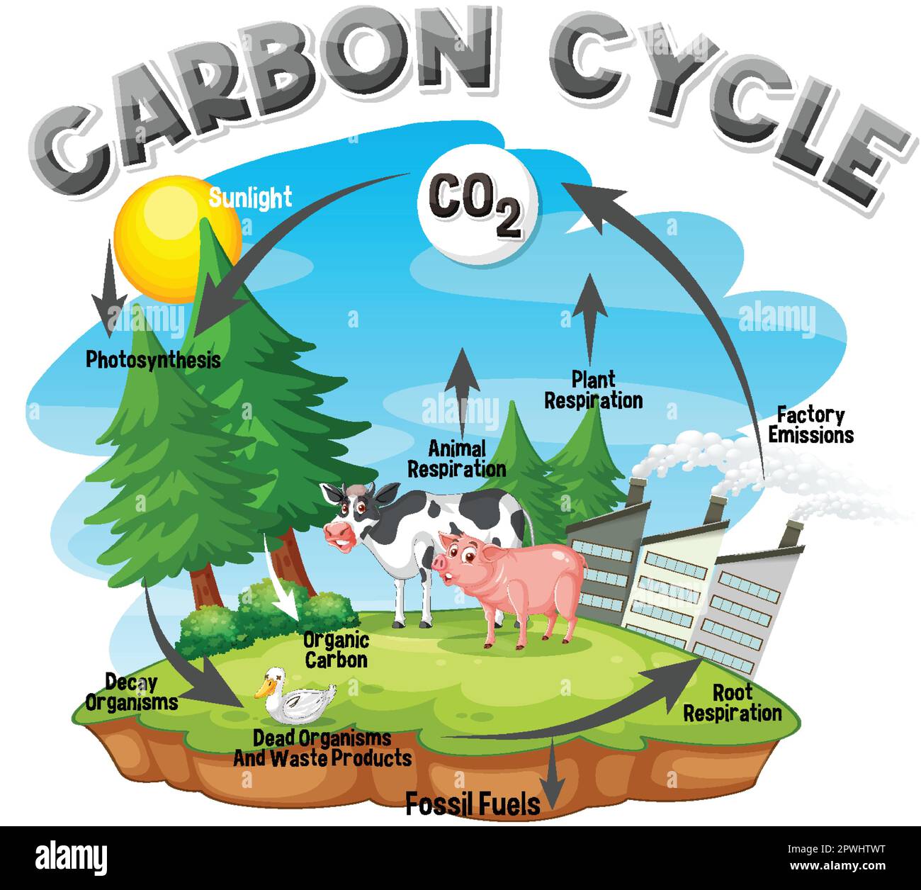 Carbon Cycle Diagram for Science Education illustration Stock Vector ...