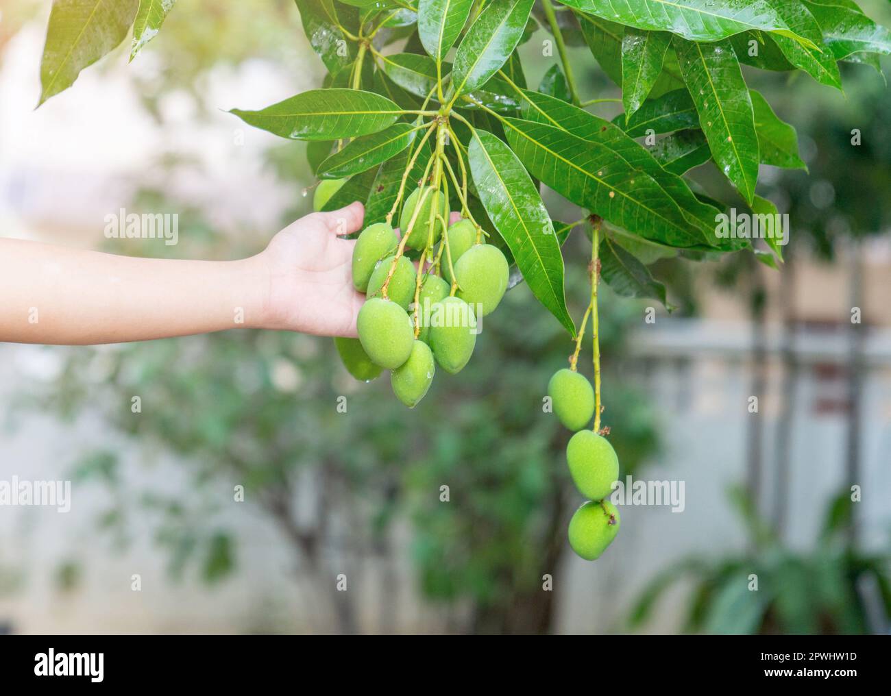 The man hold mango on tree in the morning day Stock Photo - Alamy