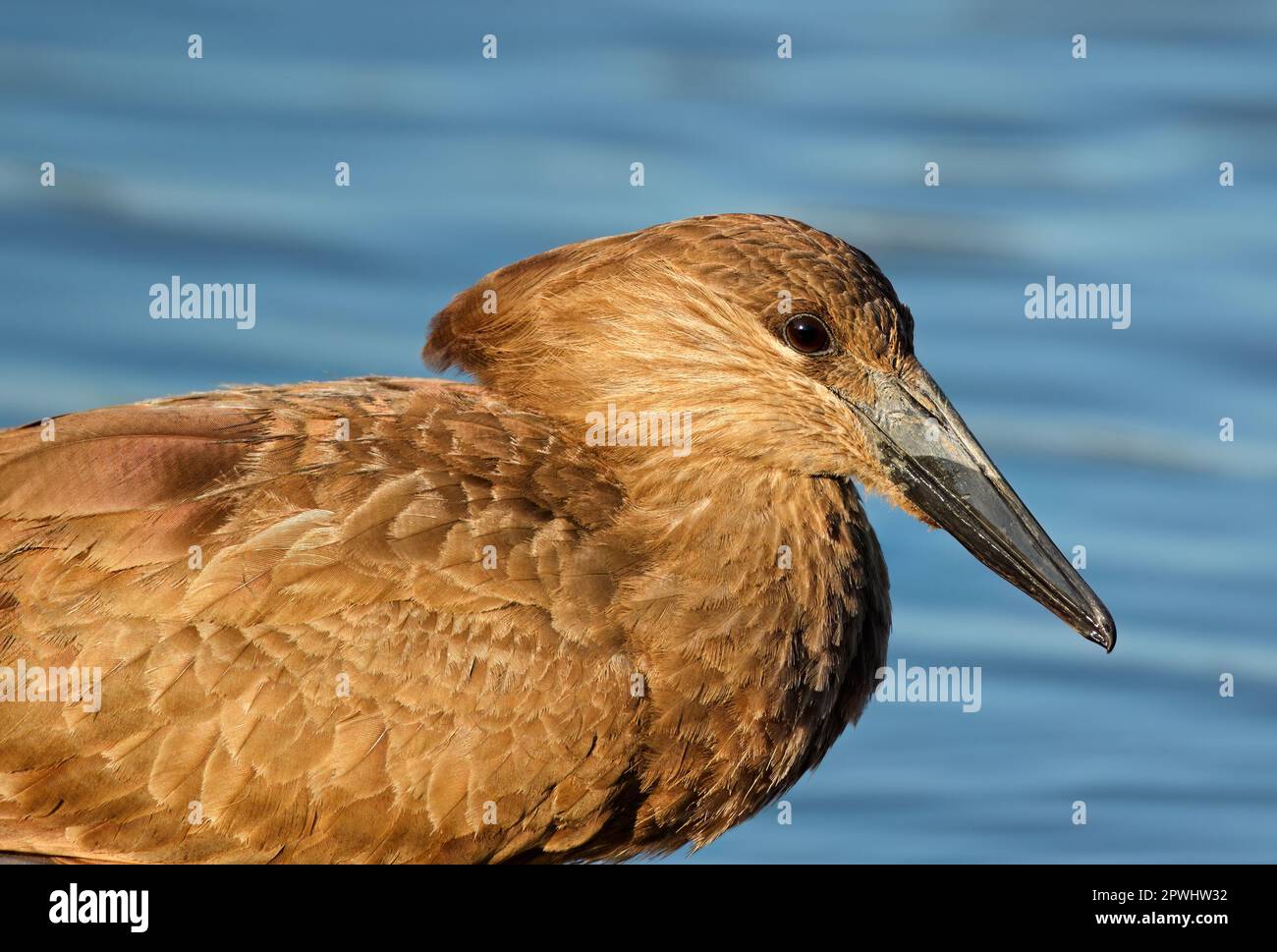 Portrait of a hamerkop bird (Scopus umbretta), Kruger National Park ...