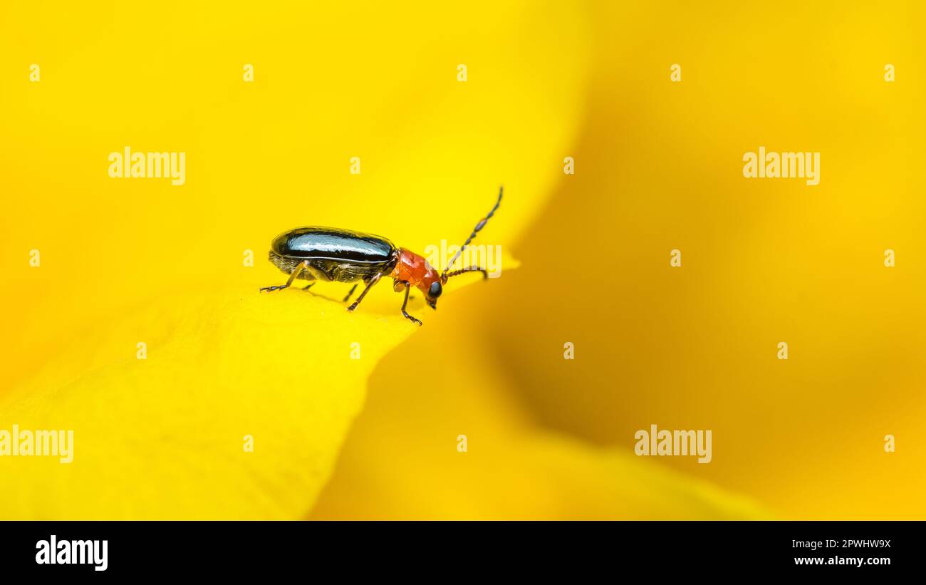 Cereal leaf beetle (Oulema melanopus) eating yellow elder flower, close ...