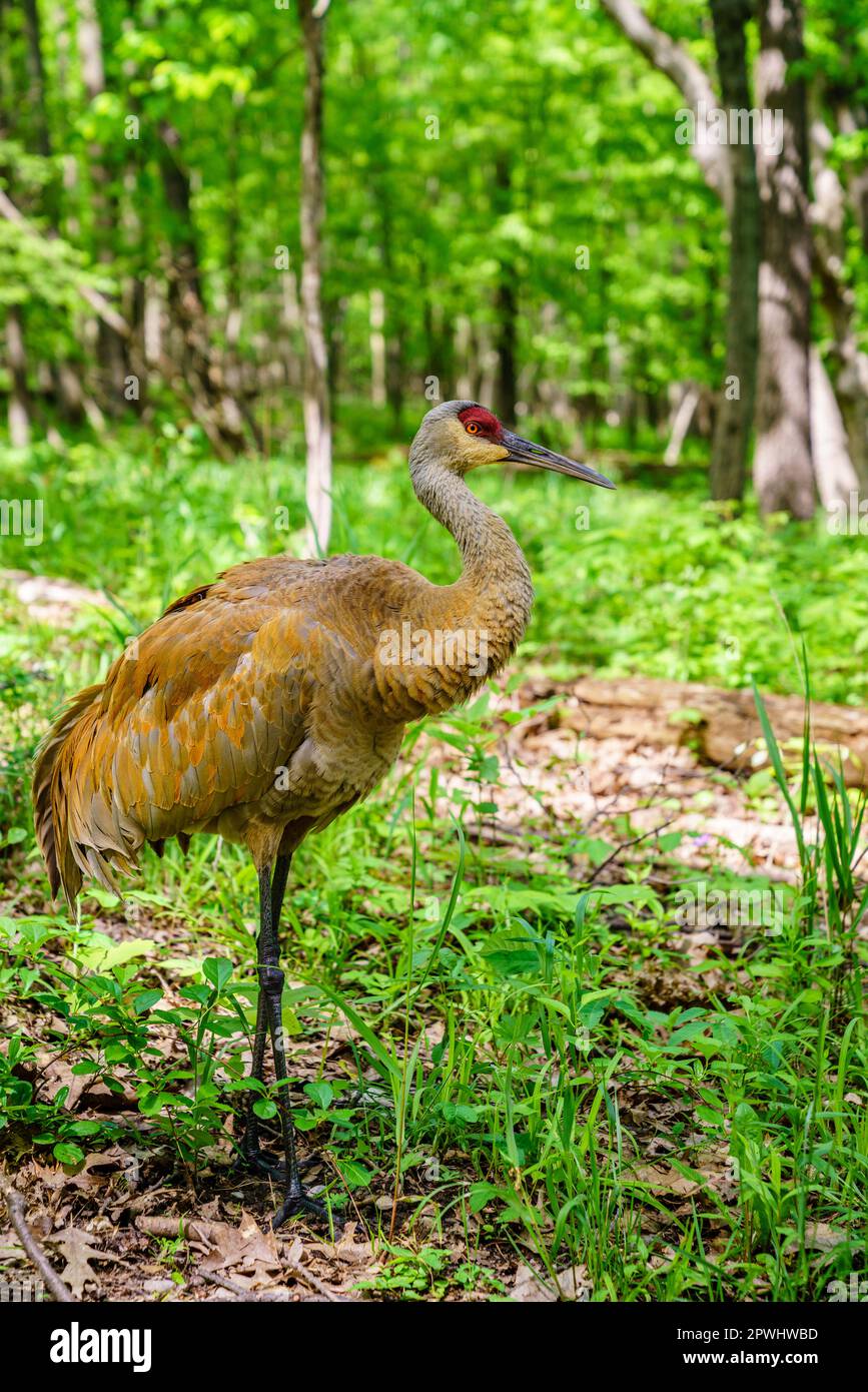 Sandhill crane at Kensington Metro Park, Michigan Stock Photo - Alamy