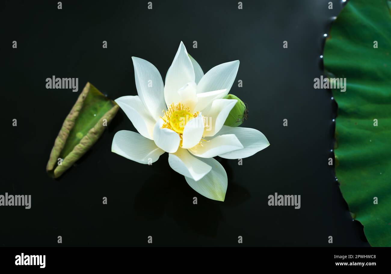 Pure white lotus flower hi-res stock photography and images - Alamy