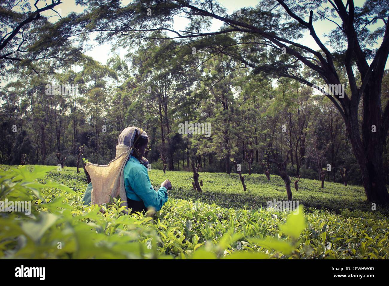 A woman picking tea leaves Stock Photo - Alamy