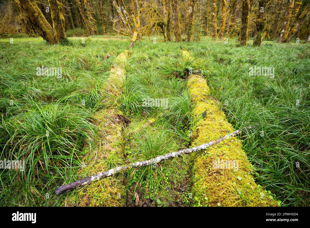 Fallen trees lay in open grassy park in Queets Rainforest, Olympic ...
