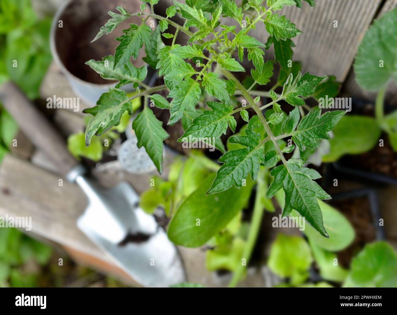 Top view of tomato hi-res stock photography and images - Alamy