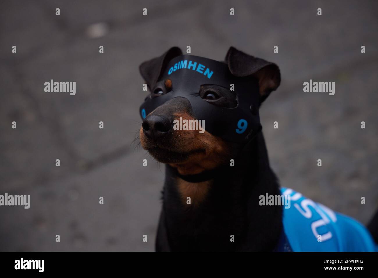 A dog with Osimhen mask and shirt, Piazza Plebiscito, Naples April 30th ...