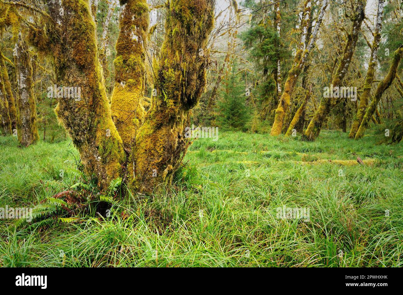 Bigleaf maple in open grassy park in Queets Rainforest, Olympic ...