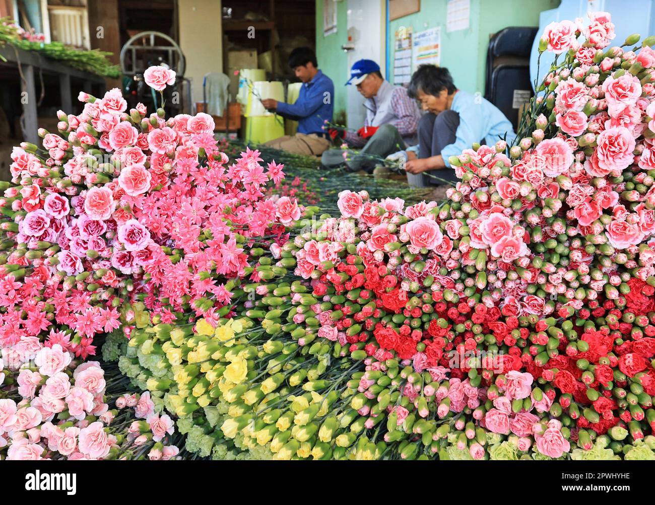 Workers prepare carnations to be shipped in Awaji City, Hyogo ...