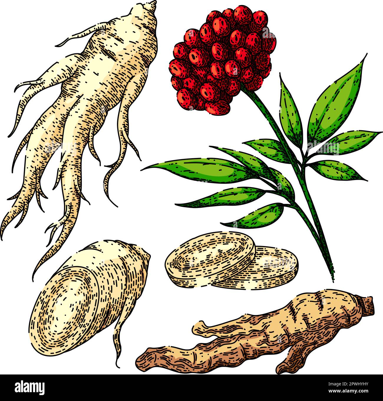 ginseng root set hand drawn. herbal herb, nature leaf, plant health ...
