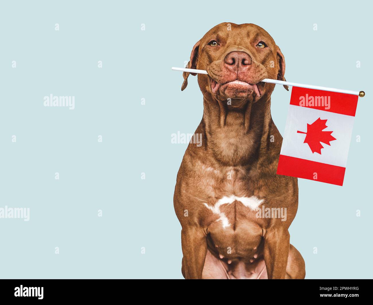 Charming, lovable brown puppy and Canadian flag. Closeup, indoors ...