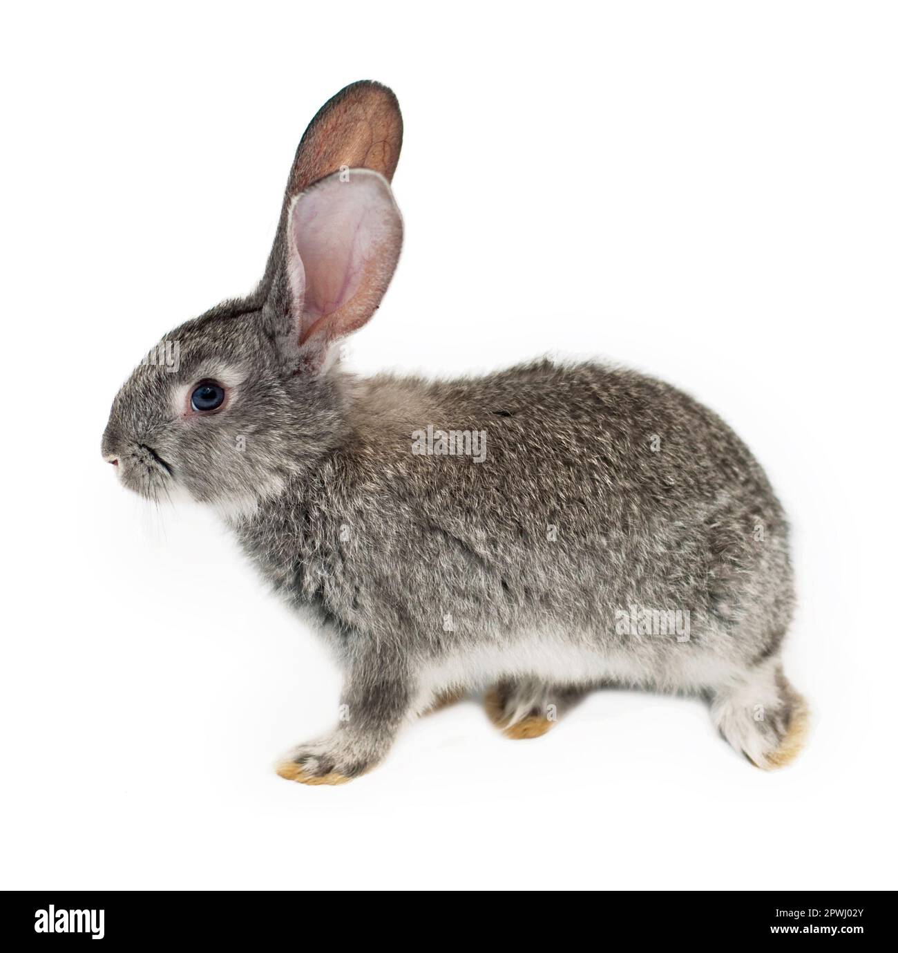 grey rabbit. Organic livestock. Young gray rabbit isolated on a white ...