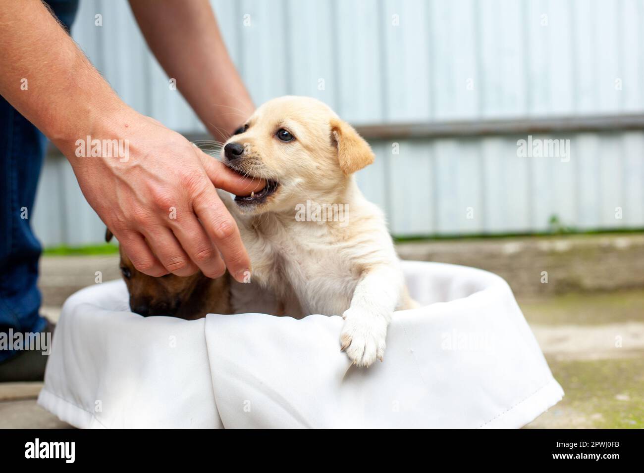 Small cute puppy in the yard. Beige stray dog in a box covered with ...