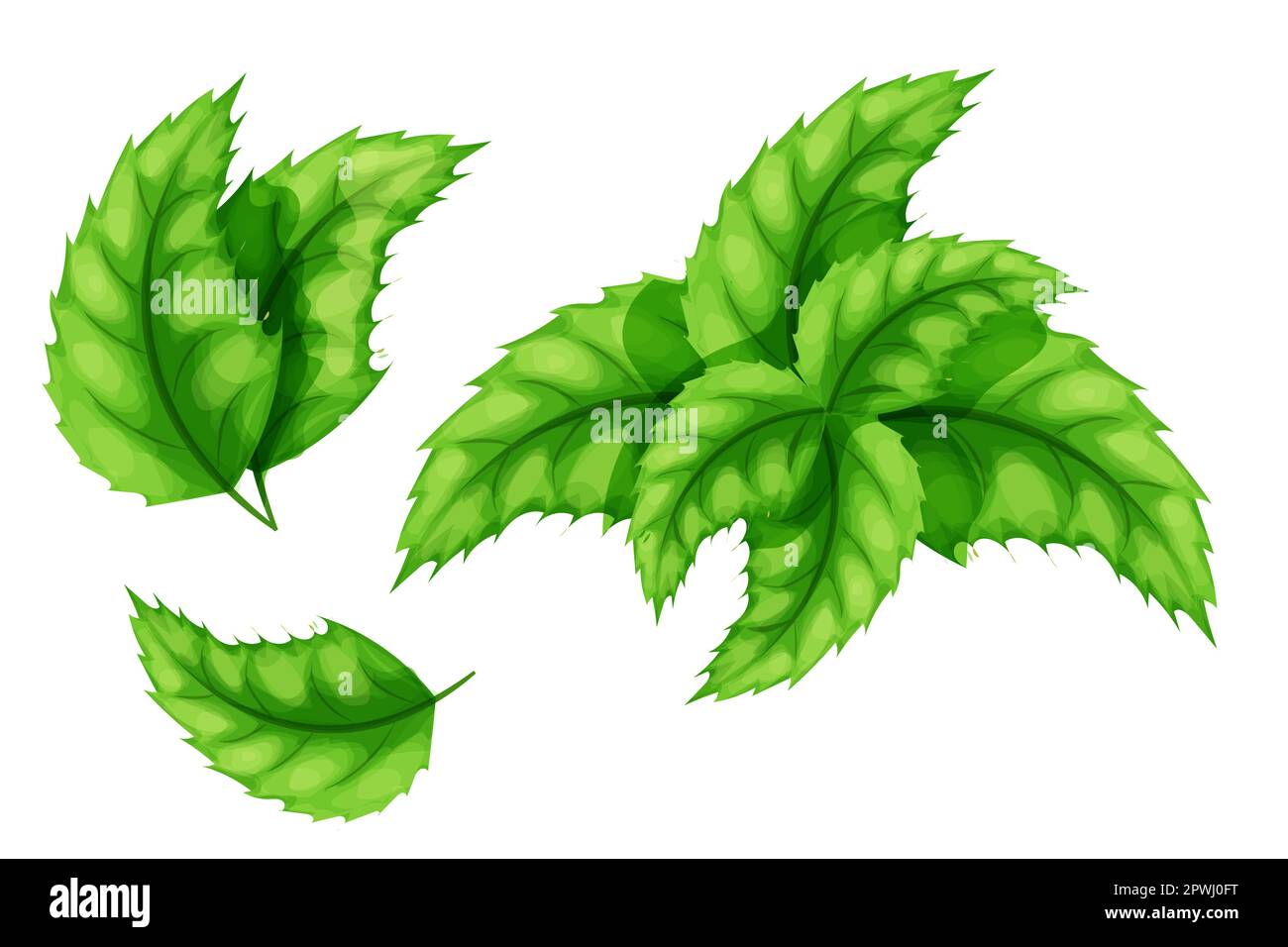 Set Mint, peppermint leaves, mentol herb in cartoon style isolated on ...