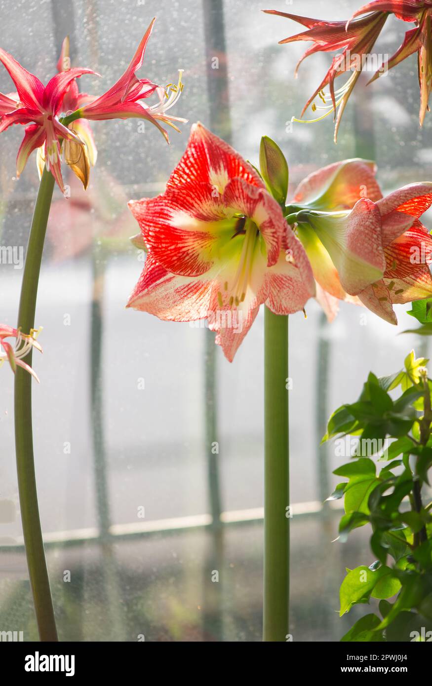 Growing bulbous houseplants. amaryllis blossoms on the windowsill ...