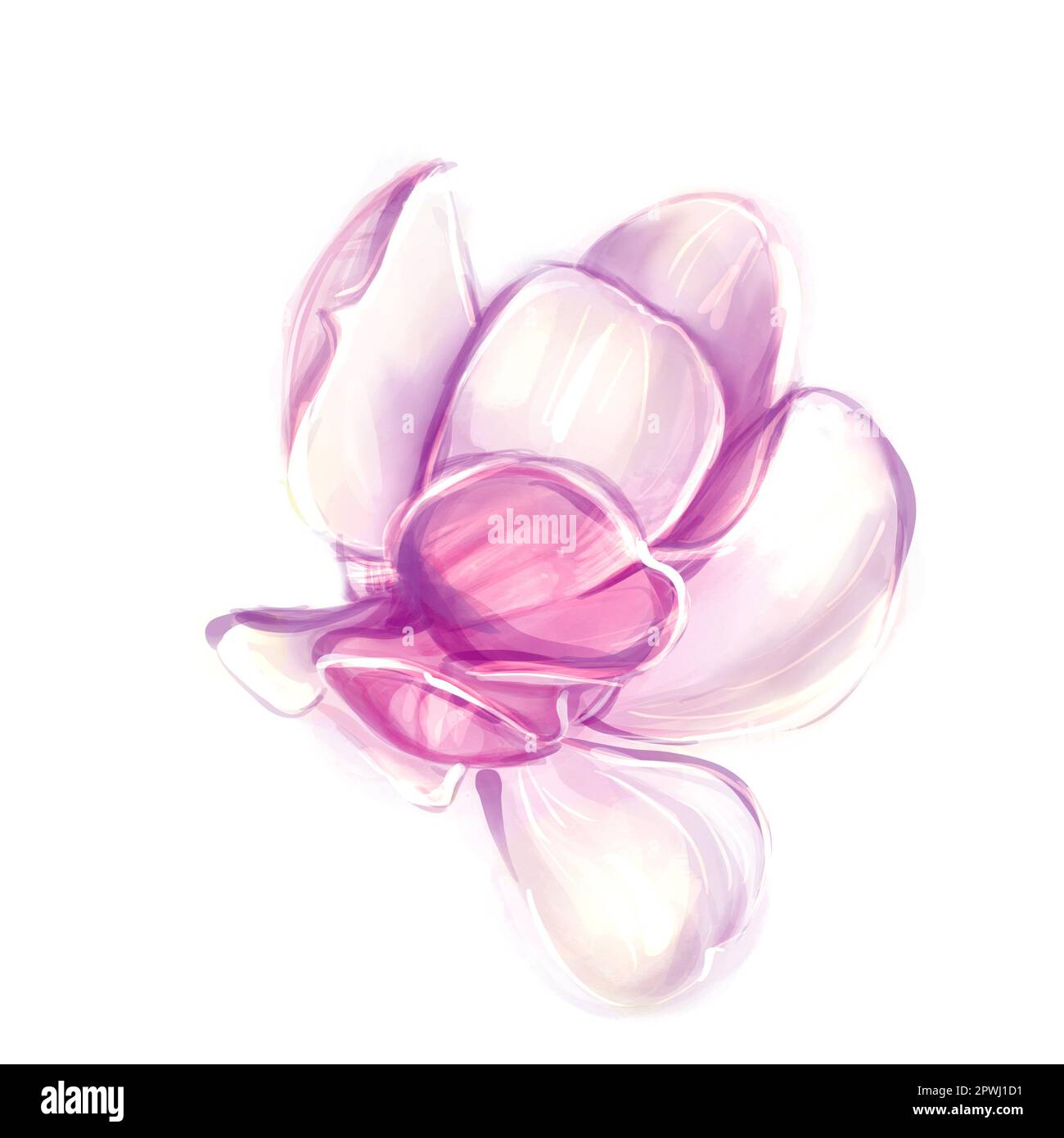 Image of blooming magnolia branch. Watercolor illustration. Hand drawn ...