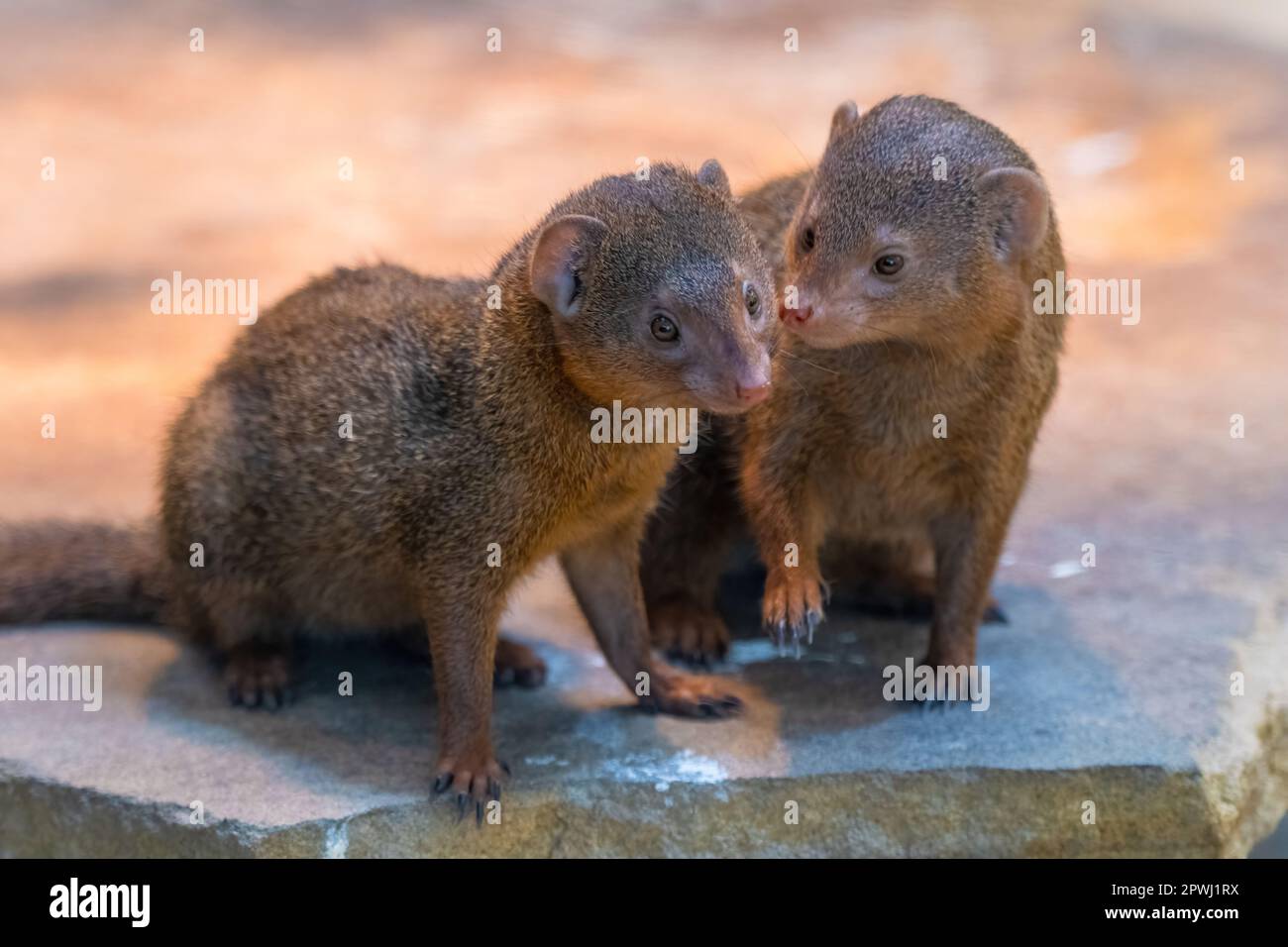 Banded mongoose (Mungos mungo colonus). Wild life animal. Dwarf ...