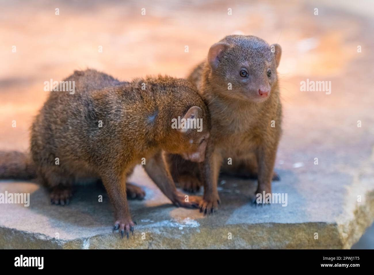 Banded mongoose (Mungos mungo colonus). Wild life animal. Dwarf ...