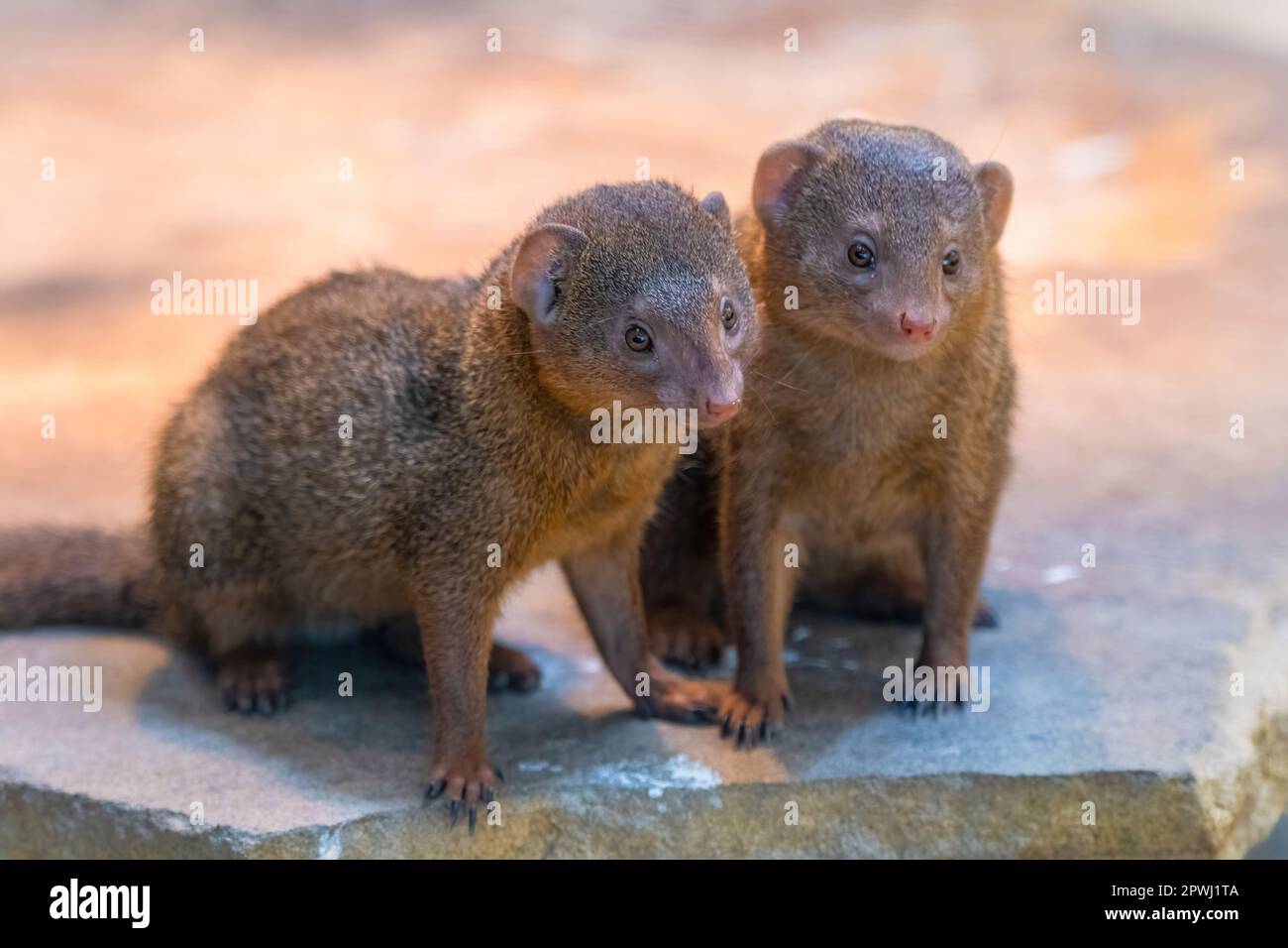 Banded mongoose (Mungos mungo colonus). Wild life animal. Dwarf ...
