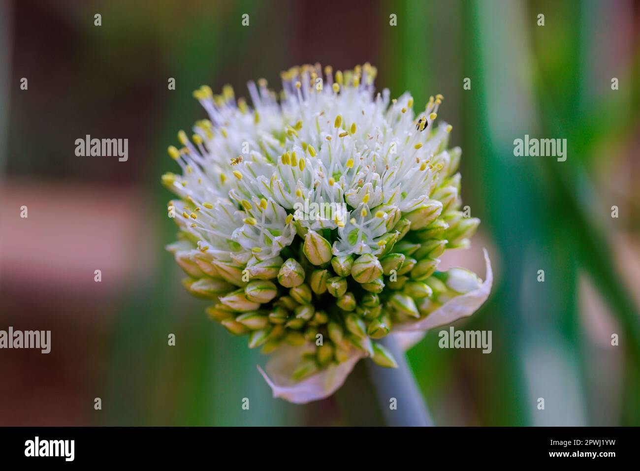 Agriculture of blooming spring flowering onions flower head in garden ...