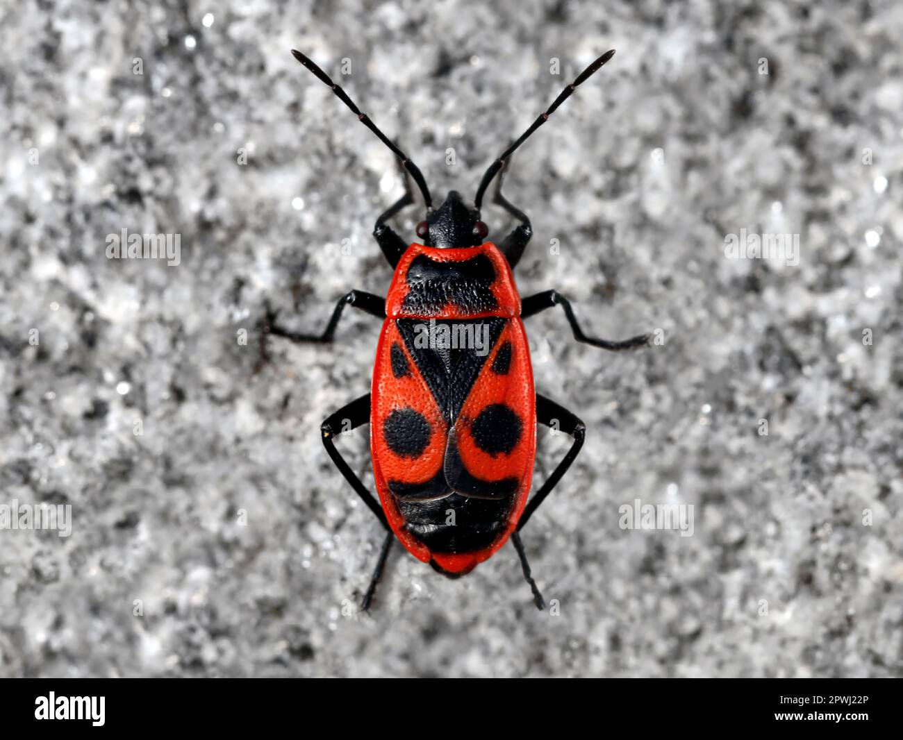 Firebug, Pyrrhocoris apterus isolated on granite stone, top view Stock ...