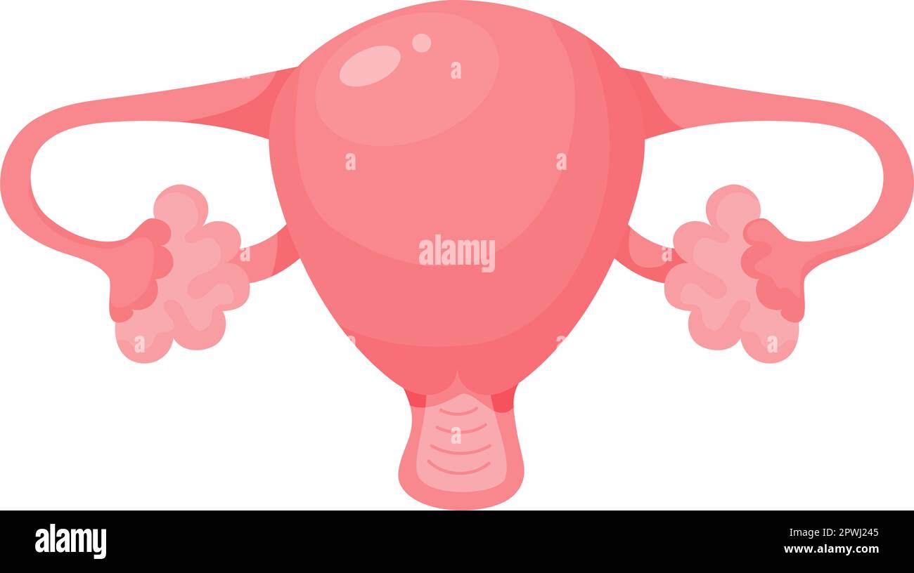 Female uterus. Human reproductive organ. Vector illustration in flat ...