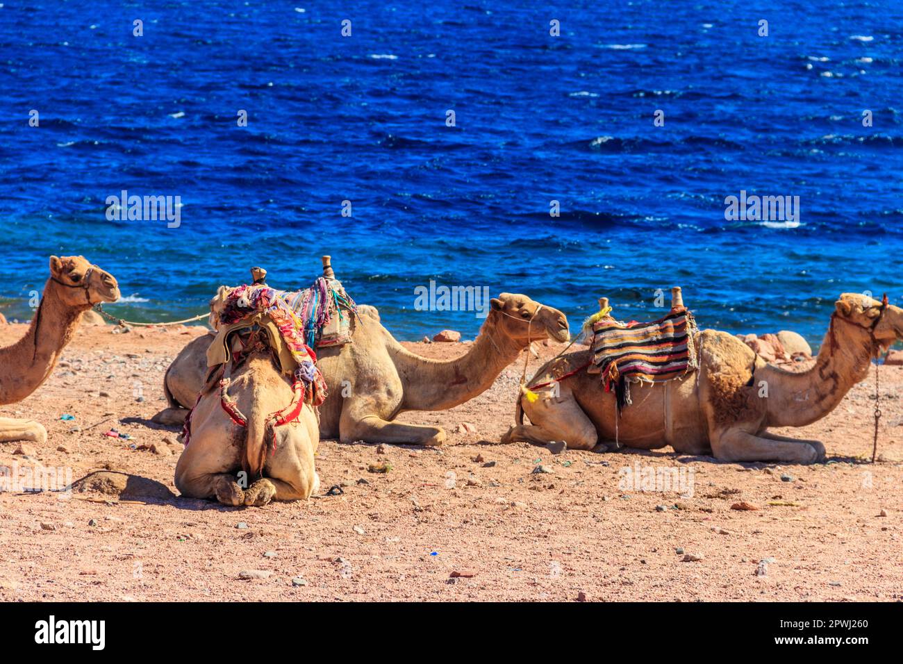 Camels on the shore of the Red Sea in the Gulf of Aqaba. Dahab, Egypt Stock Photo - Alamy