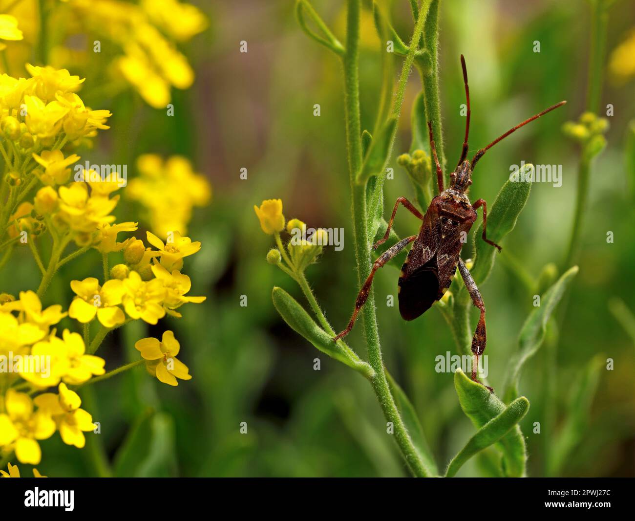 The western conifer seed bug, Leptoglossus occidentalis between yellow ...