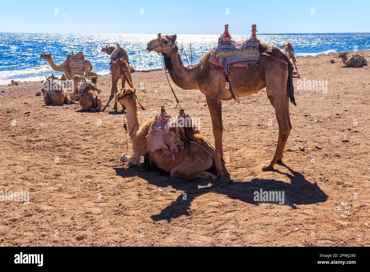 Camels on the shore of the Red Sea in the Gulf of Aqaba. Dahab, Egypt Stock Photo - Alamy