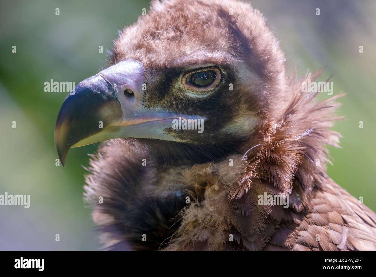 White headed griffon vulture hi-res stock photography and images - Alamy