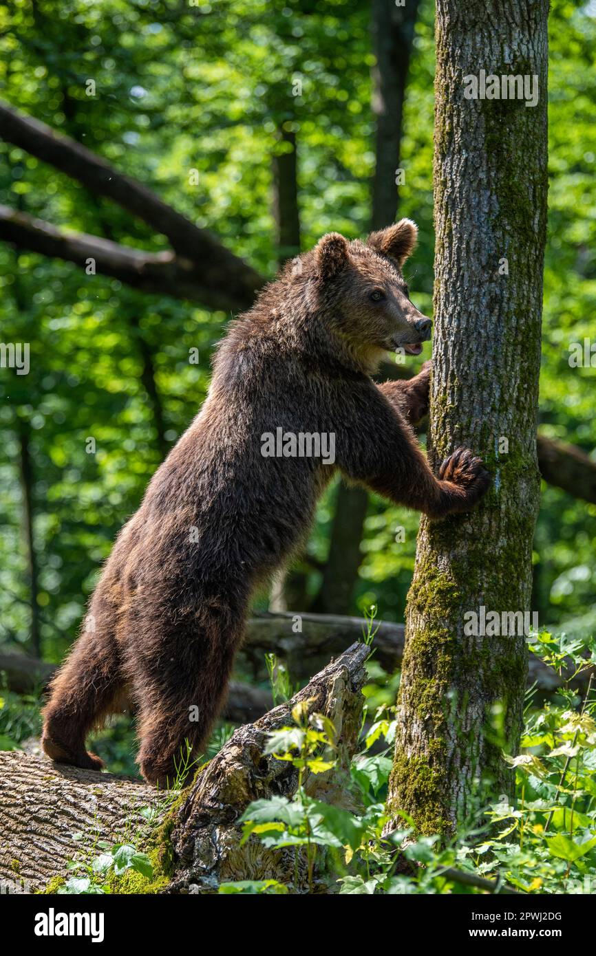 Wild Brown Bear (Ursus Arctos) in the summer forest. Animal in natural habitat. Wildlife scene ...