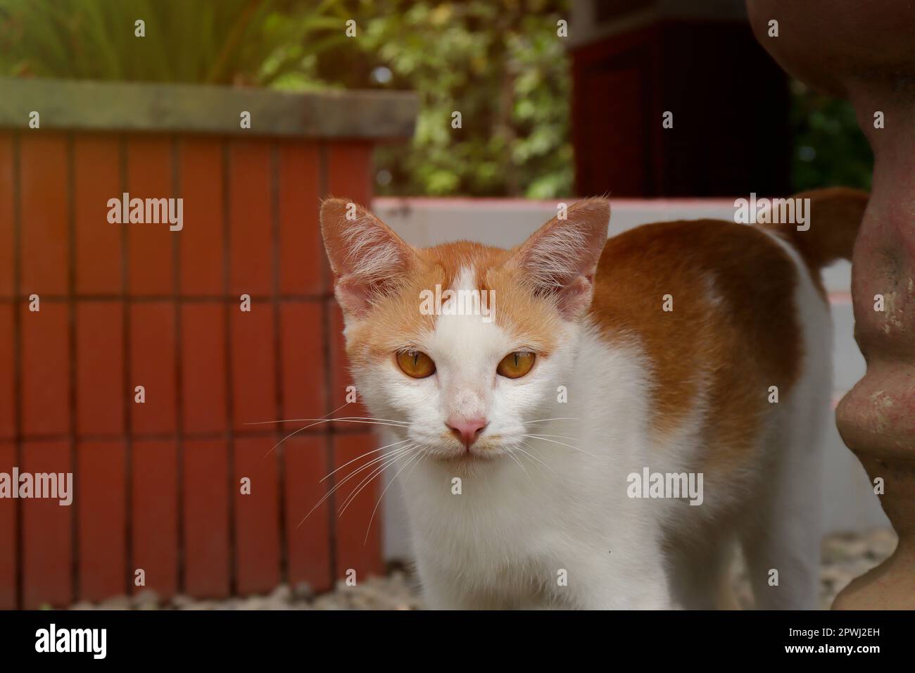 Turkish van cat hi-res stock photography and images - Alamy